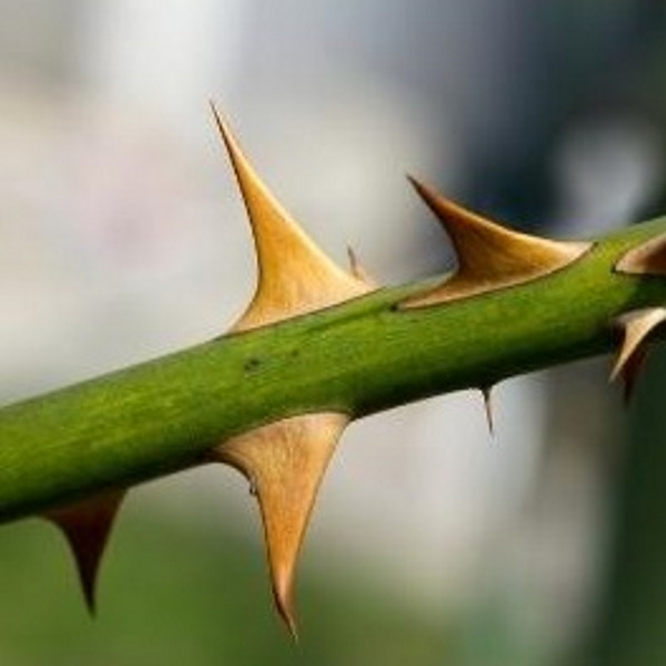 Do Leg Sleeves Protect Against Thorns? – SelectSafety.net
