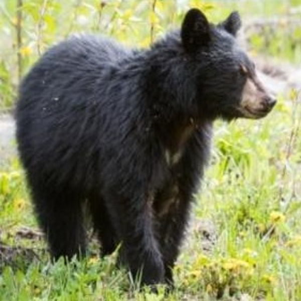 Will a Spotlight Stop a Bear? – SelectSafety.net